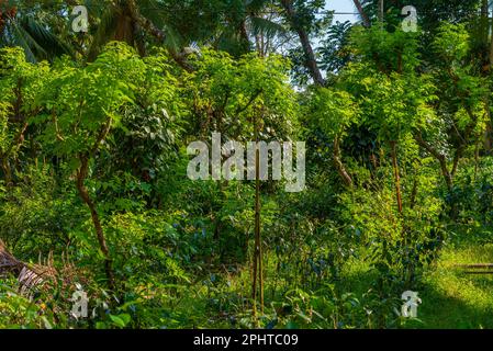 Tea plantations at Handunugoda tea estate near Koggala, Sri Lanka Stock ...