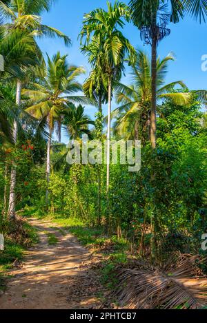 Tea plantations at Handunugoda tea estate near Koggala, Sri Lanka Stock ...