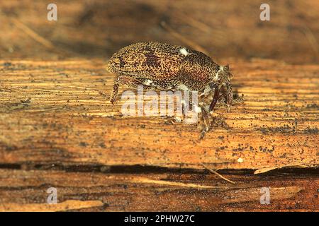 Weevil (Strongylopterus hylobioides) possibly infected with icing sugar ...