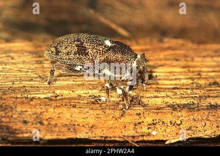 Weevil (Strongylopterus hylobioides) possibly infected with icing sugar ...