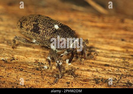 Weevil (Strongylopterus hylobioides) possibly infected with icing sugar ...