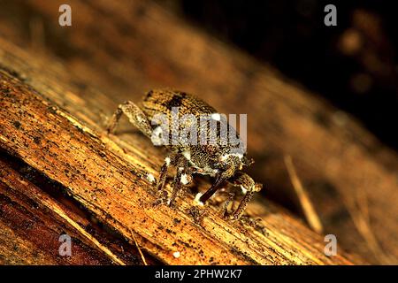 Weevil (Strongylopterus hylobioides) possibly infected with icing sugar ...