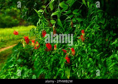 poison ivy flowers Stock Photo - Alamy