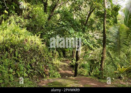A trail in the middle of a dense, lush green rainforest on old Camiguin ...