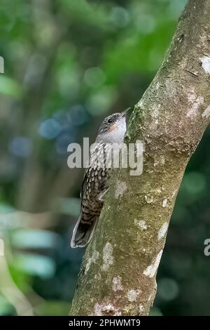 Female White-throated Treecreeper (Cormobates leucophaeus) foraging on ...