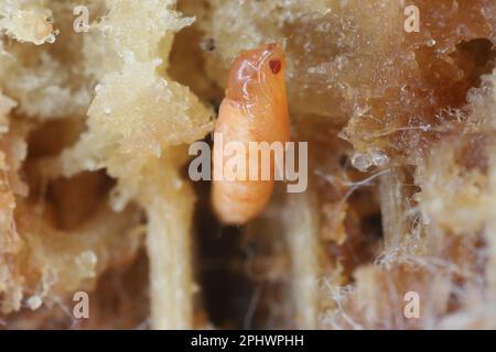 Dark-winged fungus gnat pupa (Sciaridae) and mites (various stages of ...