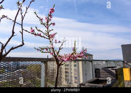 Flowering dwarf peach on a roof terrace with expanded metal lattice and ...