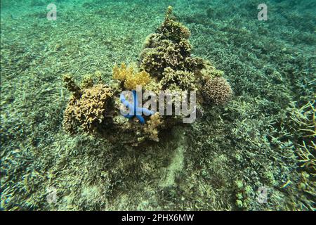 A blue starfish on a sunlit seabed in Camiguin, Philippines Stock Photo ...