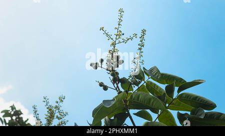 Longan flowers and young longan fruits on longan tree with blue sky ...