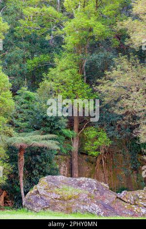 Dense greenery made up of different Australian native trees and plants ...