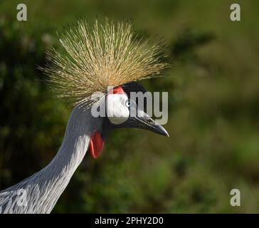 A Crowned crane forages in the marshland for frogs and lizards, showing ...