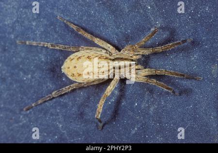 prowling spider (Zora spinimana), on a stone, dorsal view Stock Photo ...