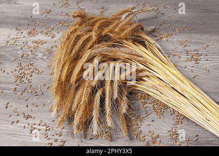 cultivated rye (Secale cereale), bundel of rye Stock Photo - Alamy