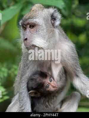 ADORABLE images of the cutest big eyed baby macaque cuddling to his mum ...