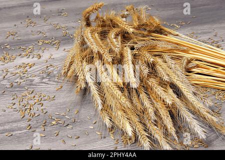 cultivated rye (Secale cereale), bundel of rye Stock Photo - Alamy