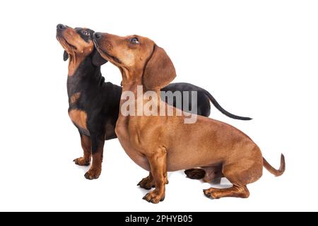 Two Dachshunds Dogs Of Different Color On White Background Stock Photo ...
