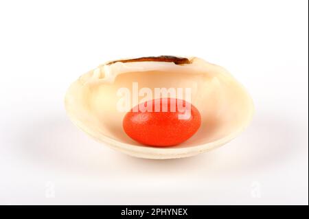 chocolote-coated almond inside an oyster shell on a white background ...