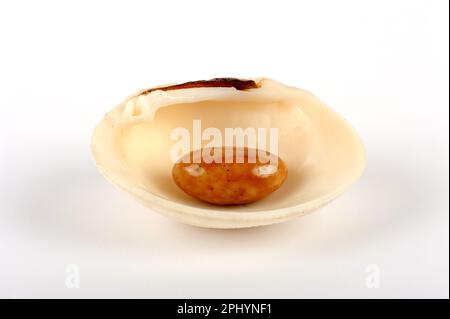chocolote-coated almond inside an oyster shell on a white background ...