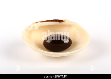 chocolote-coated almond inside an oyster shell on a white background ...