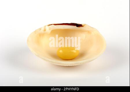 chocolote-coated almond inside an oyster shell on a white background ...