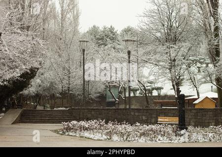 Forest, snowing, stairs, falling snowflakes, snowstorm, storm, trees in ...