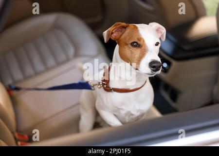 Jack Russel Terrier in car. Adorable pet Stock Photo - Alamy