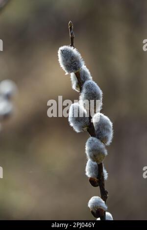 Blossoming branches with fluffy yellow buds close-up on spring sunny ...