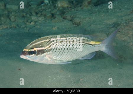 Scolopsis ghanam, Arabian monocle bream Stock Photo - Alamy