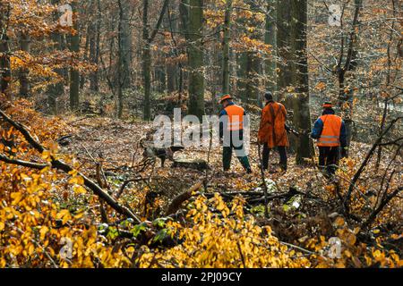 Driven hunt by hunters and beaters in Schoenbuch nature park Park ...