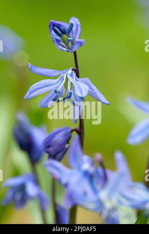 Spring flowers in Clapham, south London. These scilla siberica have ...