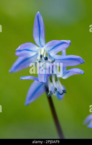 Spring flowers in Clapham, south London. These scilla siberica have ...
