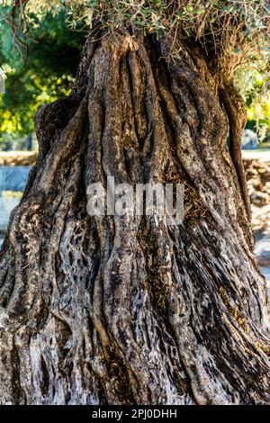Bark from old trees, Rhodes, Greece Stock Photo - Alamy