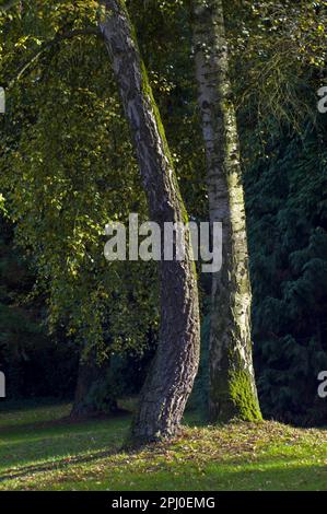 Two birch trees in Knoops Park, Bremen Lesum, Germany Stock Photo - Alamy