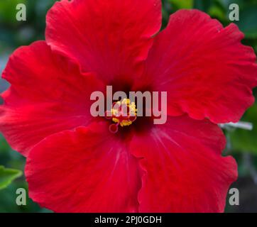 Visiting Bermuda in the Summer is loads of fun Stock Photo - Alamy