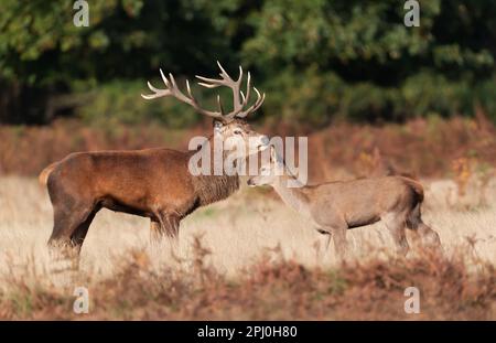Red deer stag guarding hinds during the rutting season in autumn, UK ...
