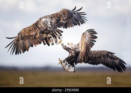 A pair of white-tailed eagles locked in a midair battle with their ...