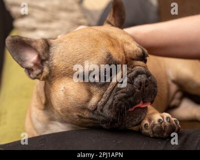 French bulldog enjoying hand petting, close-up view of dog's muzzle ...