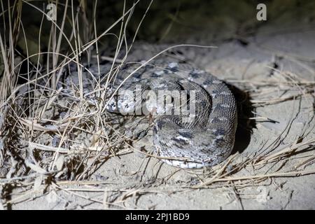 Echis carinatus, Indian saw-scaled viper, little Indian viper or saw ...