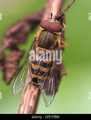 Close up male hoverfly, Syrphus torvus, family hoverflies (Syrphidae) on flowering common ...