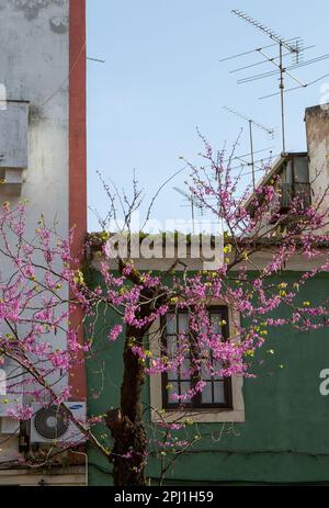 Tomar, Portugal. 28th Mar, 2023. Judas trees bloom in downtown Tomar ...