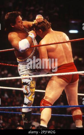 1994 Jerry Lawler Bob Backlund Photo by John Barrett/PHOTOlink Stock ...