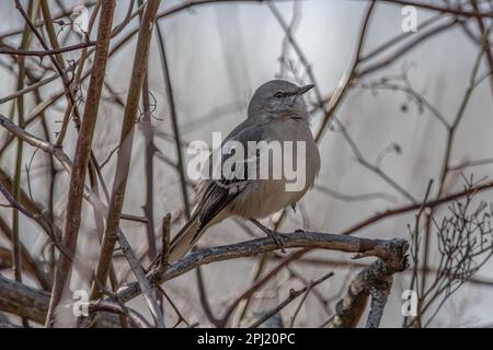 A Northern Mockingbird on a tree branch Stock Photo - Alamy