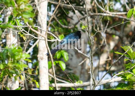 Cuculidae black blue cuckoos bird at the branch of tree at Sandoval ...
