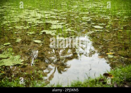 A rice pond reflecting the palm trees at the tropical Tegalalang rice ...