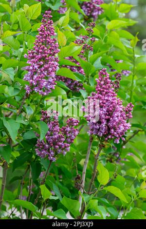 Syringa vulgaris, flowering lilac in a garden with bee or flower beetle ...