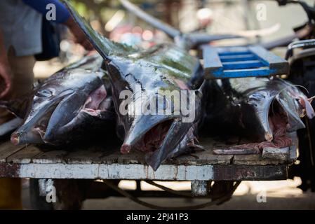 Close-up of Giant Marlin, swordfish at Seafood market Stock Photo - Alamy