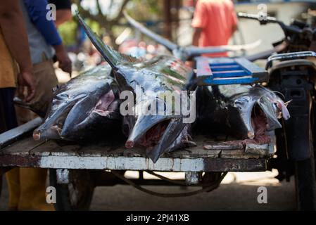 Close-up of Giant Marlin, swordfish at Seafood market Stock Photo - Alamy