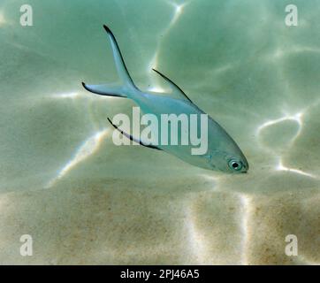 A photo of Carangoides tropical fish in Seychelles Stock Photo - Alamy