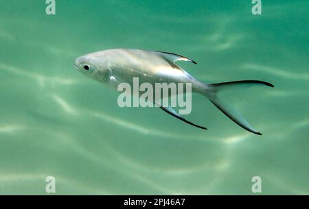 A photo of Carangoides tropical fish in Seychelles Stock Photo - Alamy
