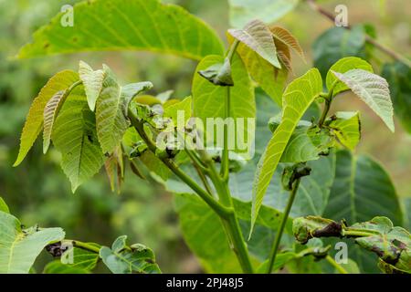 WALNUT LEAF BLOTCH (Gnomonia leptostyla) ON DEVELOPING WALNUTS Stock ...